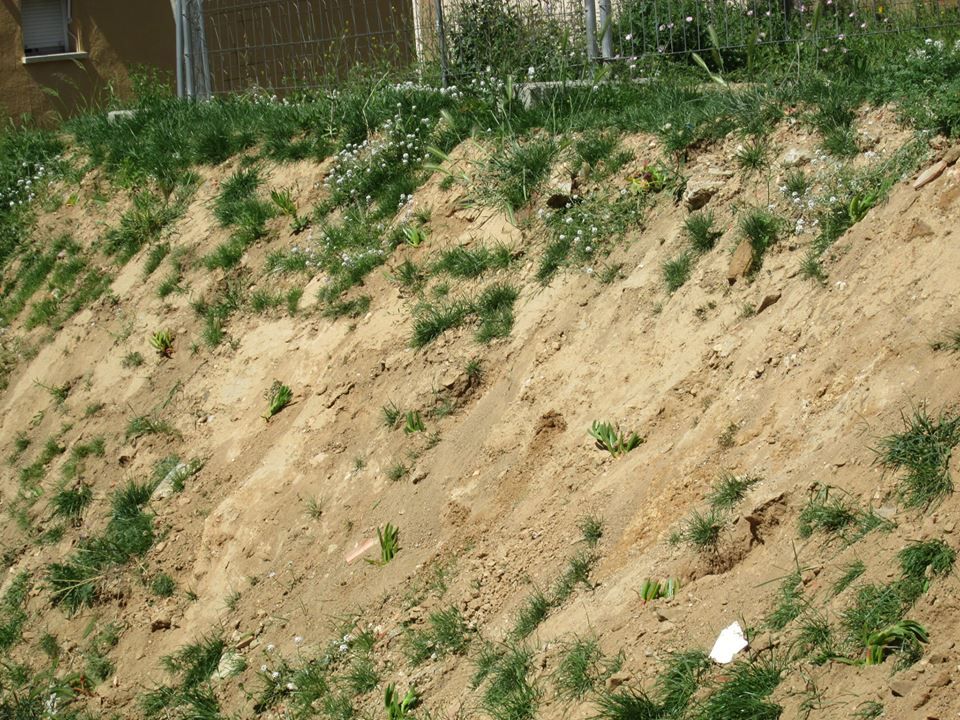Fijación de un talud mediante una plantación | Comunidad Leroy Merlin ...