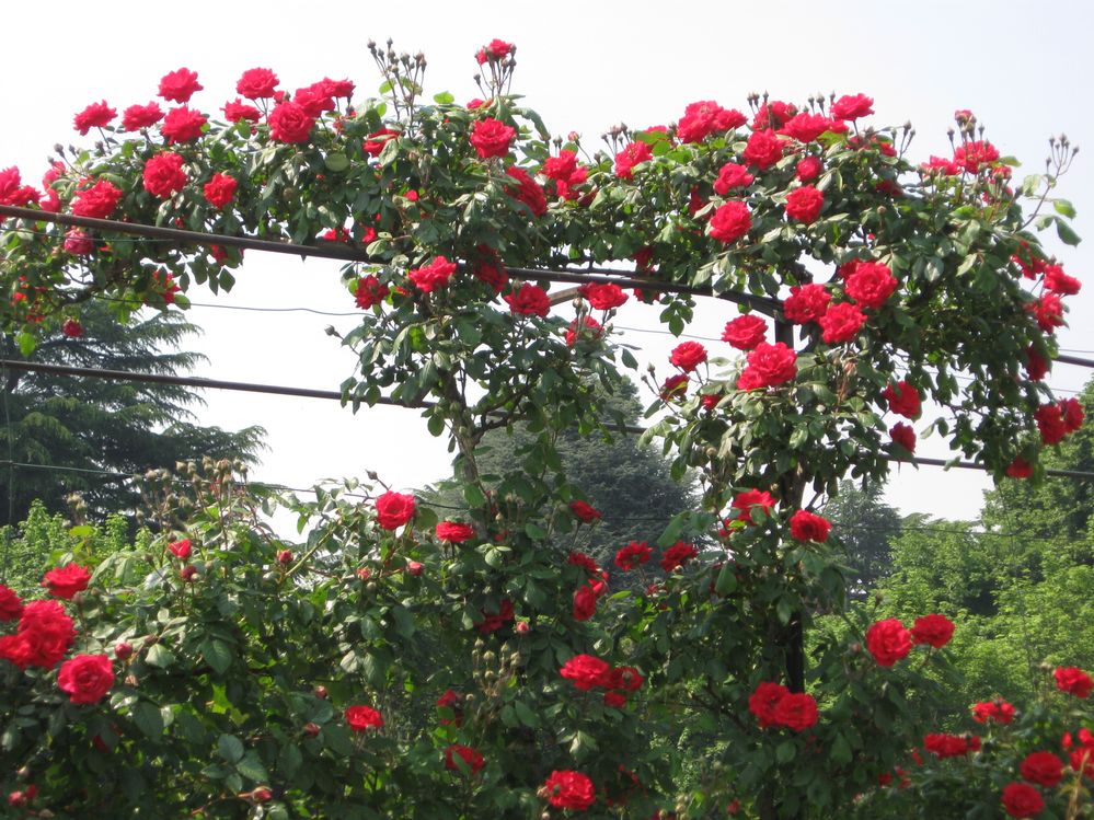 Potare le rose: i consigli indispensabili | Leroy Merlin