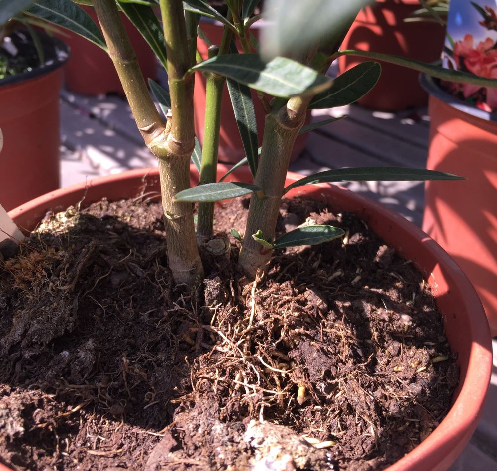 Come realizzare una talea di oleandro | Leroy Merlin