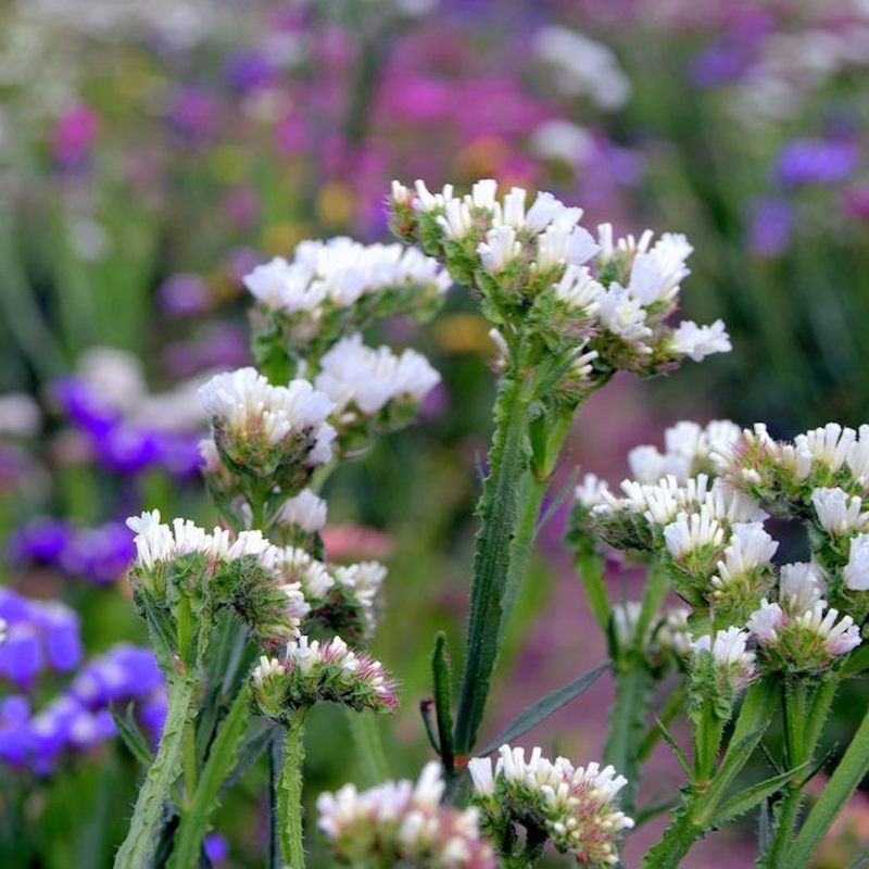 10 piante da coltivare per fiori recisi | Leroy Merlin